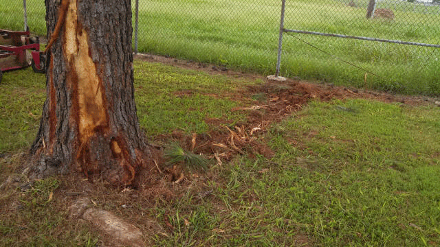 Tree-LightningTrench - Construction Canada