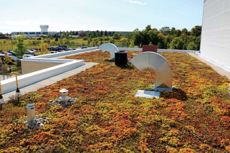 Designing vegetated roofs to survive winter - Construction Canada