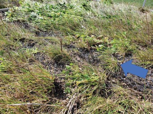 Wind Design For Modular Vegetated Roofing Systems Page 4 Of 5