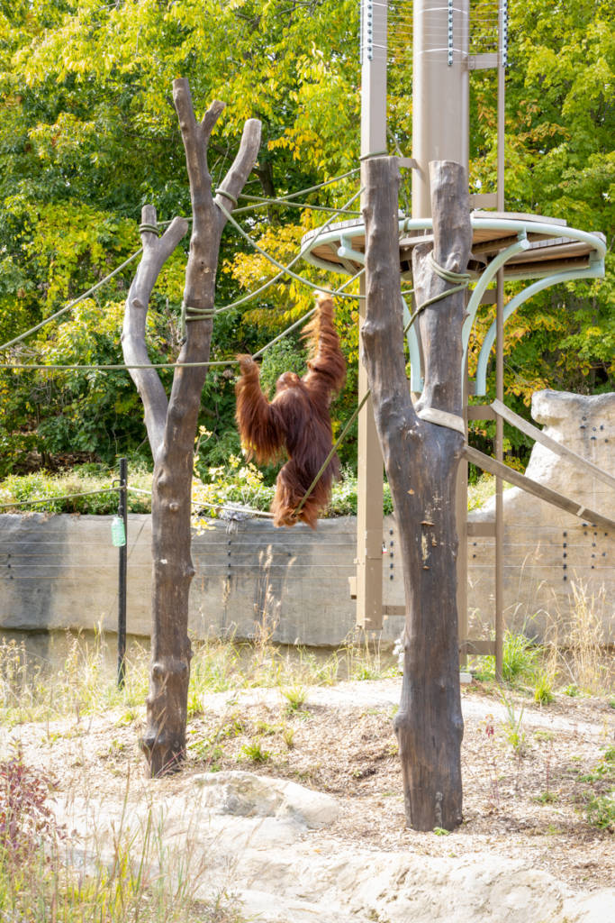 Toronto Zoo’s new exhibit design boosts endangered species conservation ...