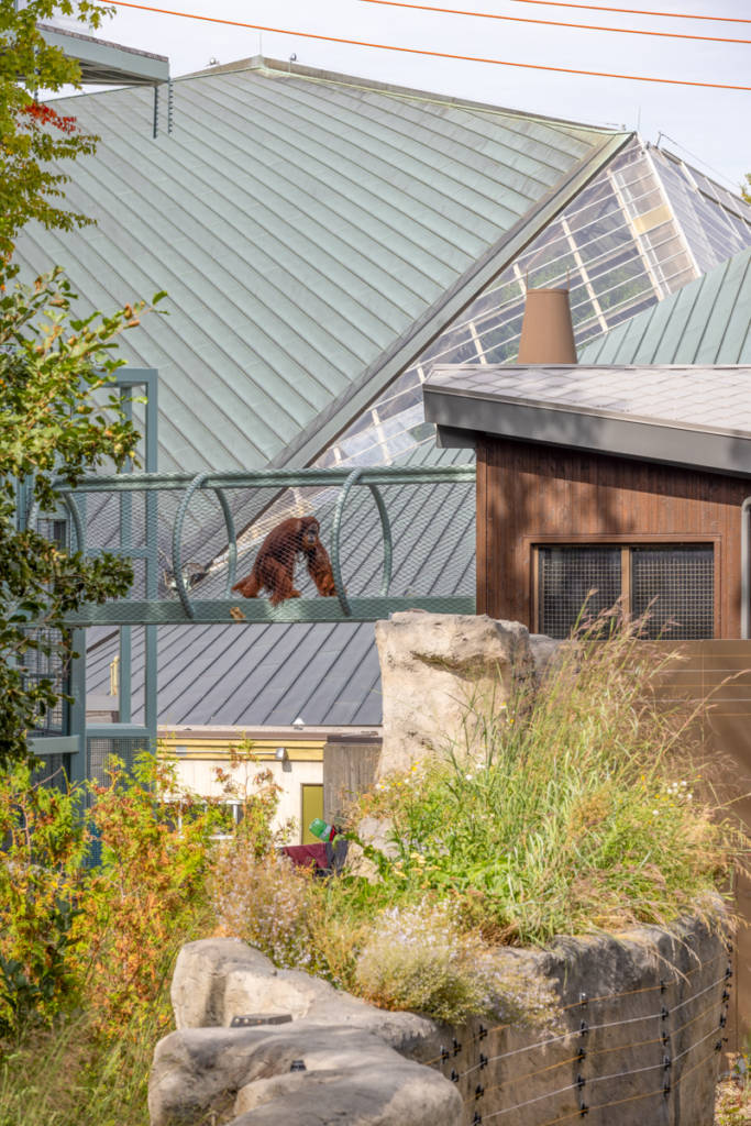 Toronto Zoo’s new exhibit design boosts endangered species conservation ...